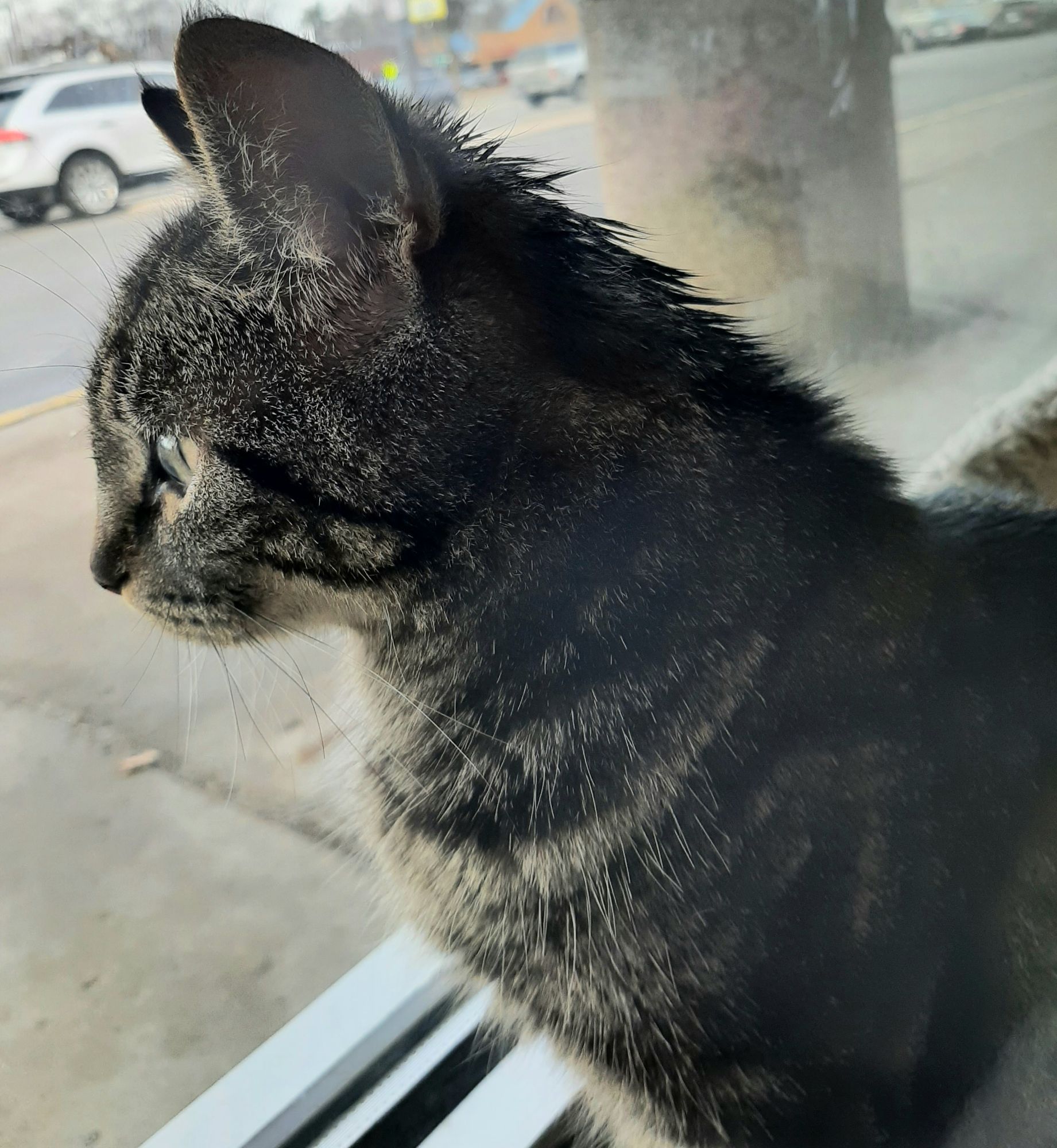 Tuesday Tails – West Seventh Freelance