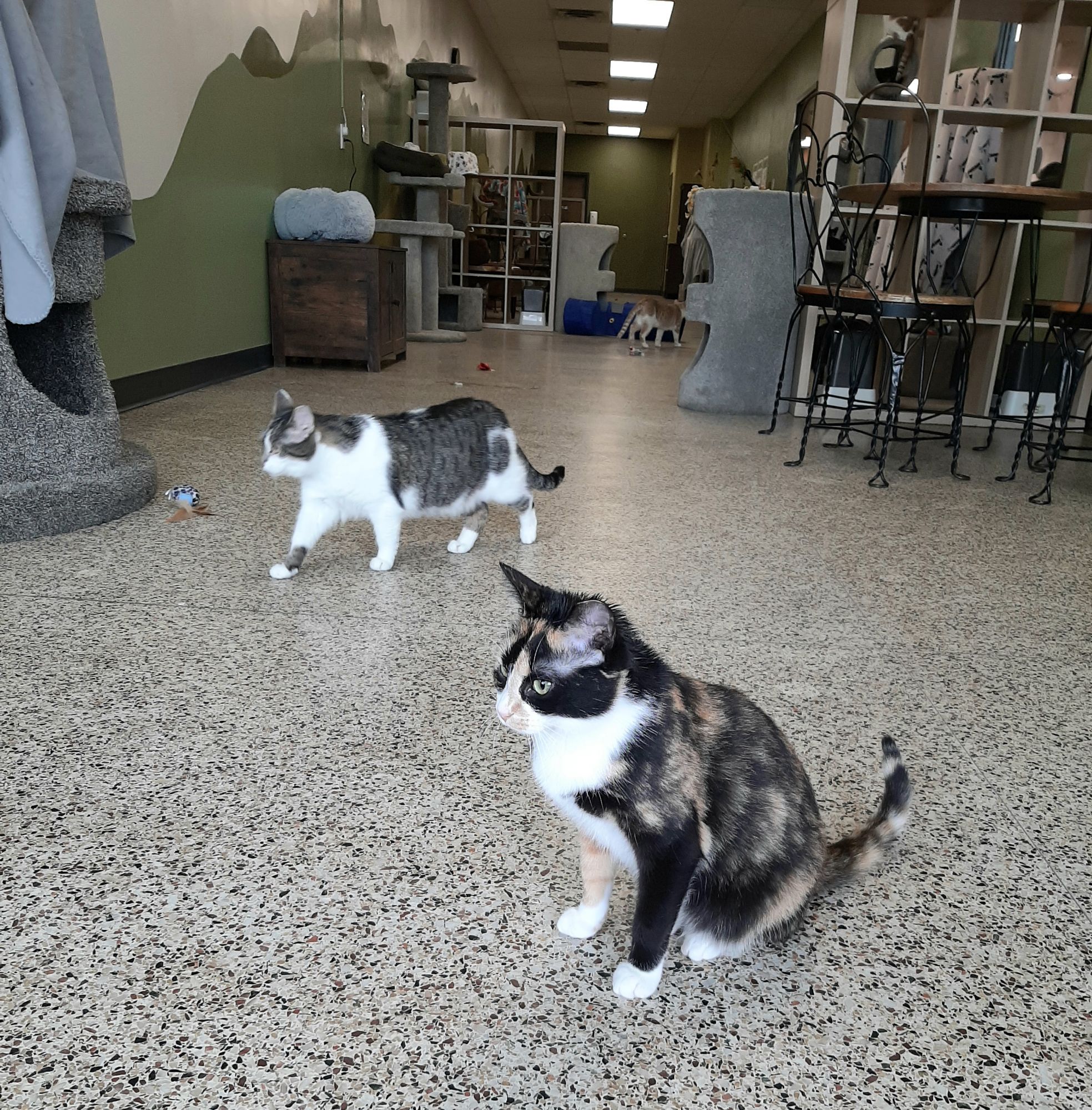 Tuesday Tails – West Seventh Freelance