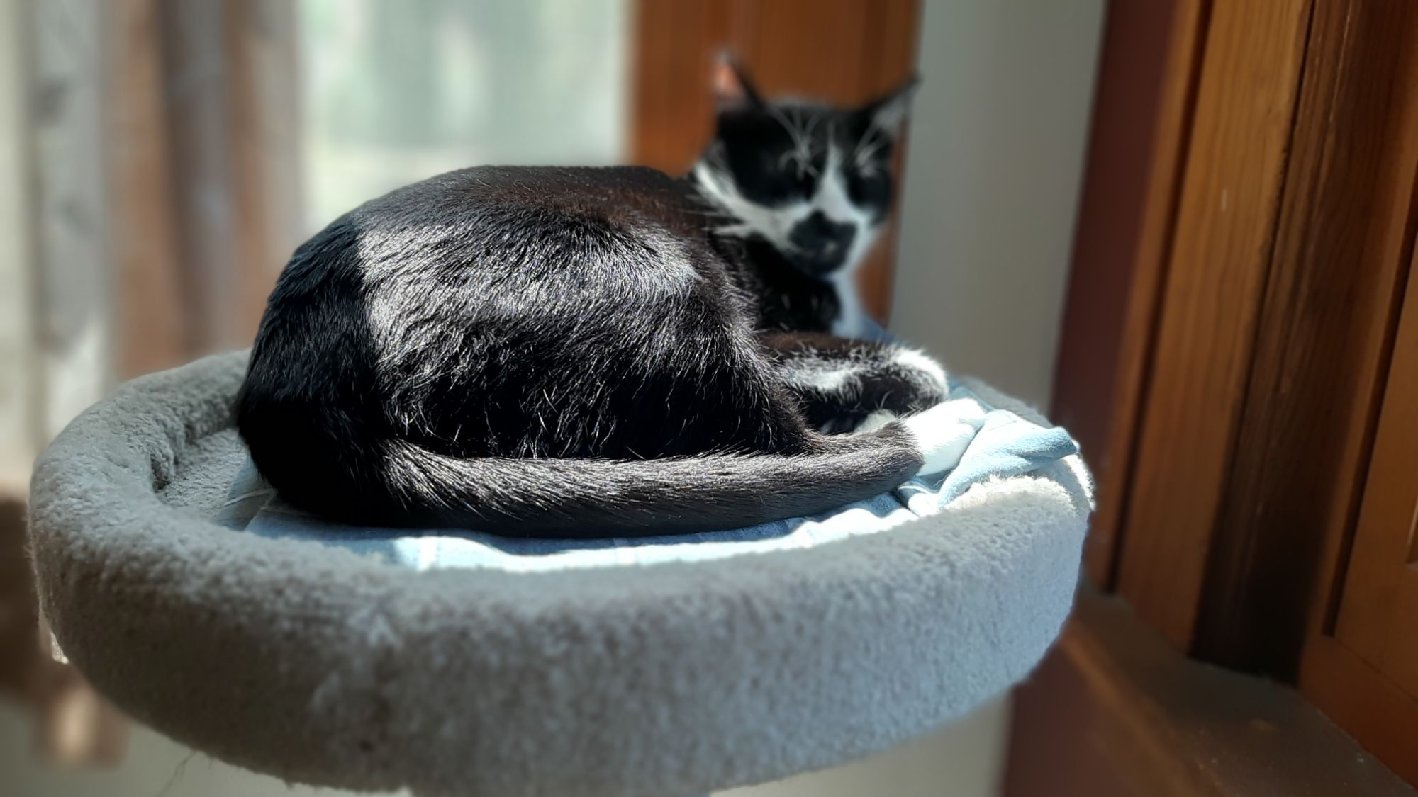 Tuxedo Tuesday 5.13.2025 – West Seventh Freelance